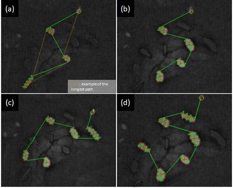 19 Examples Of Generated Scanning Paths A 3 Cholesteatoma Regions