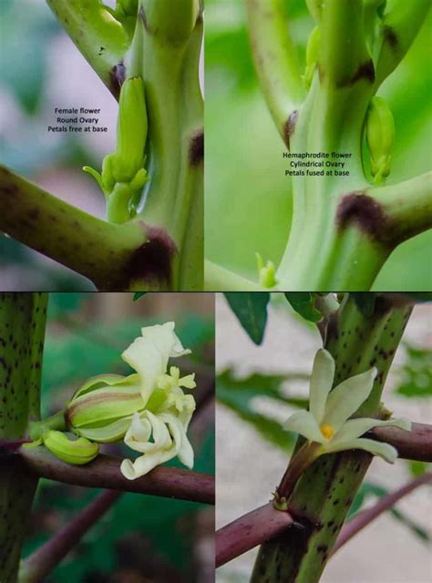 Growing Papayas In Texas A Tropical Challenge Through The Mirror