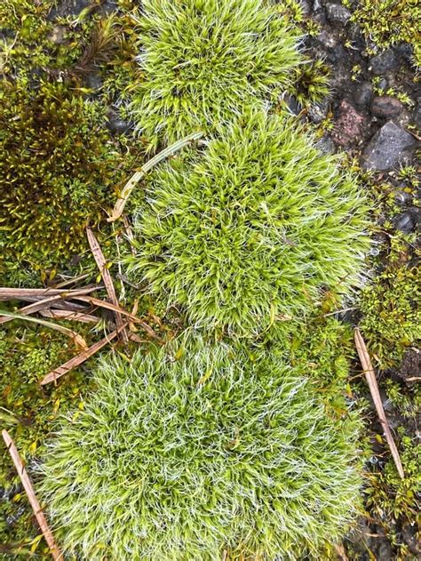 Different Moss Types Hanging Out In The Front Yard Rmoss