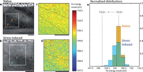 Fe Oxidation State Distribution In The Native And Stress Induced Download Scientific Diagram