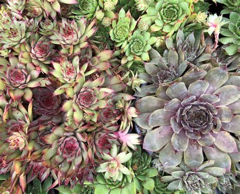 Colorful Rosettes Of The Sempervivum Plant Stock Image Image Of Plant