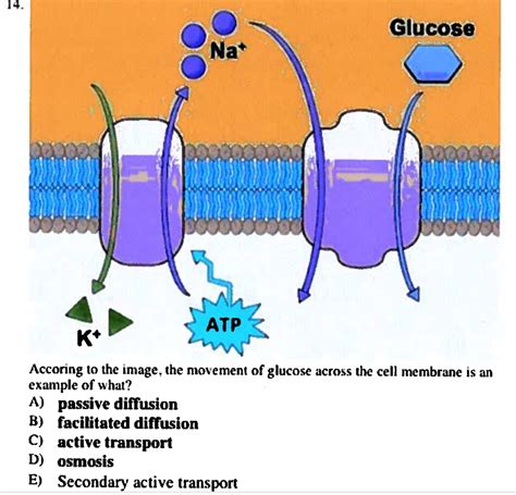 solved glucose na atp according to the image the movement of glucose