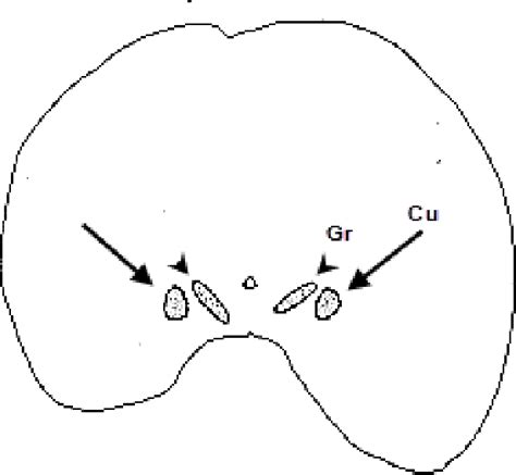 Figure 1 From Functional And Anatomical Features Of The Dorsal Column Nuclei In Mammals And