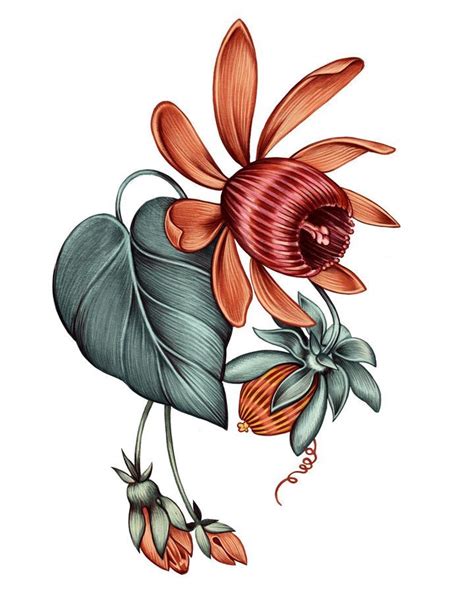 Orange Flower Drawing With Red Petals