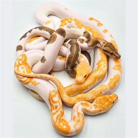 Heres A Beautiful Bundle Of Burmese The Reptile Report Facebook