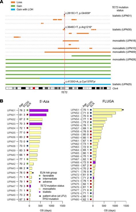 Jci Insight Biallelic Tet2 Mutations Confer Sensitivity To 5′ Azacitidine In Acute Myeloid