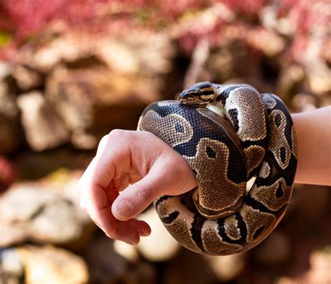 Are Ball Pythons Good Pet Snakes For Beginners Zen Habitats