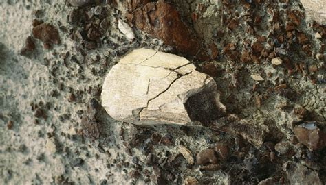 Large Fossilized Sea Shell Identification Sciencing