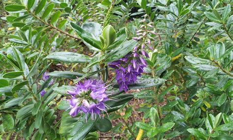 Hebe Blue Gem 6 Pot Hello Hello Plants