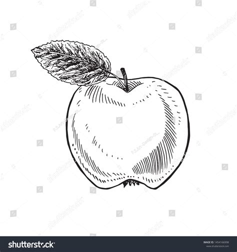 Apple Leaf Hand Drawn Gravure Style Stock Vector Royalty Free Shutterstock
