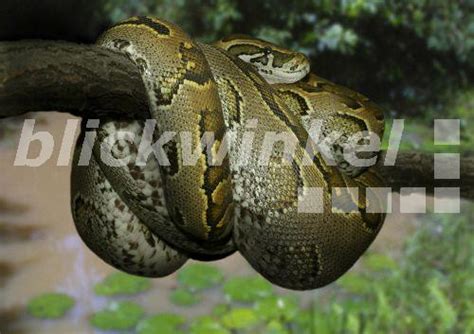 blickwinkel tigerpython python molurus eingerollt auf einem ast burmese python indian