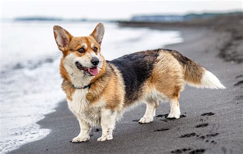 Cardigan Welsh Corgi Breed Profile Things To Know Before Adopting A