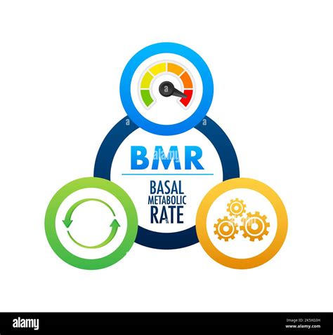 Basal Metabolic Rate Bmr Cut Out Stock Images And Pictures Alamy