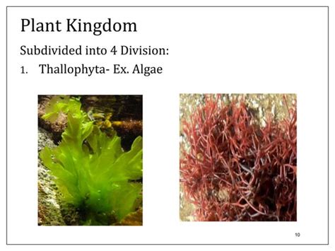 1 Botanical Classificationppt Agriculture Industries