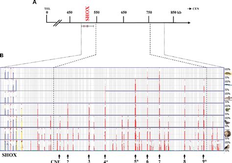 Comparative Genomic Analysis A Schematic Representation Of The Download Scientific Diagram