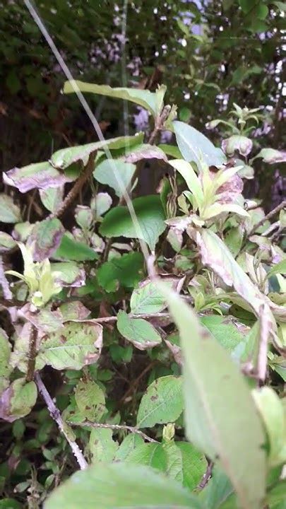 10월의 무당거미 Youtube