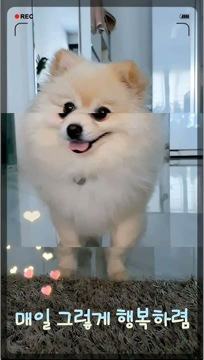 행복하렴 라이야~ Youtube