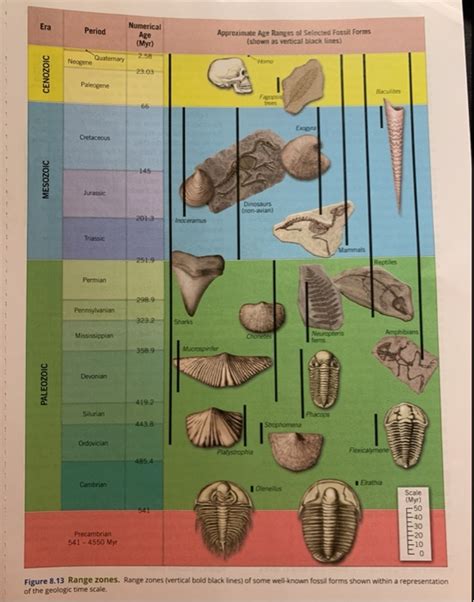 solved using fossils to date rocks and events activi name