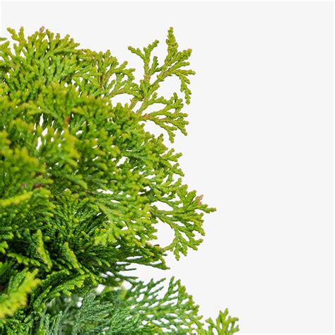 Hinoki Cypress For Sale Online The Tree Center