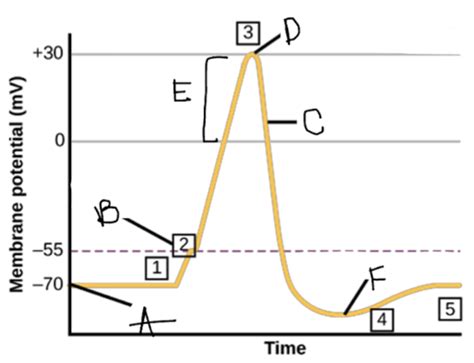 Lecture 3 Equilibrium Resting Membrane And Action Potentials Flashcards Quizlet