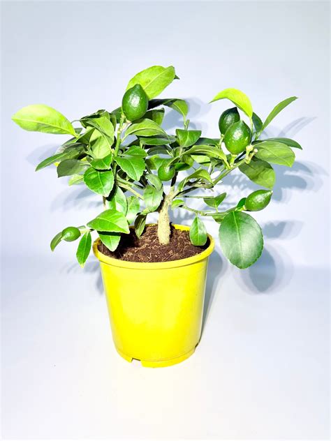 Купить лимонное дерево с плодами в москве недорого — купить по низкой цене на Яндекс Маркете