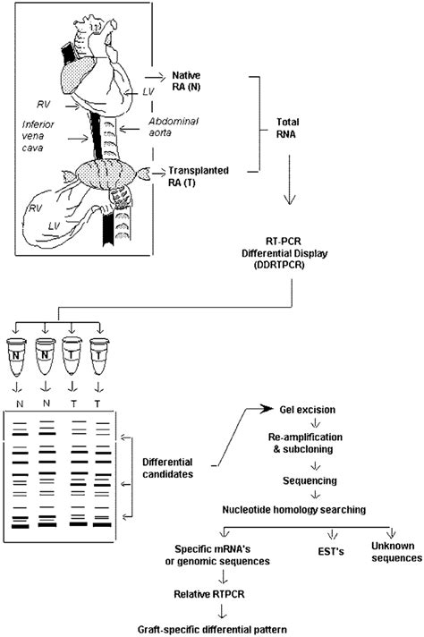 the experimental approach used to identify transcripts differentially