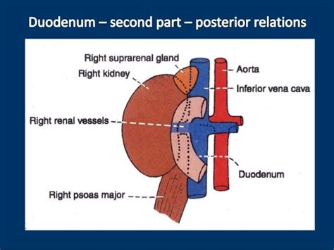 anatomy of duodenum duodenum structure ppt of duodenum power point…