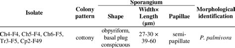 Morphological Characteristics Of Isolated Phytophthora Sp Causing Download Scientific Diagram