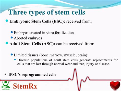What Is Stem Cells Stem Cell Applications Ppt