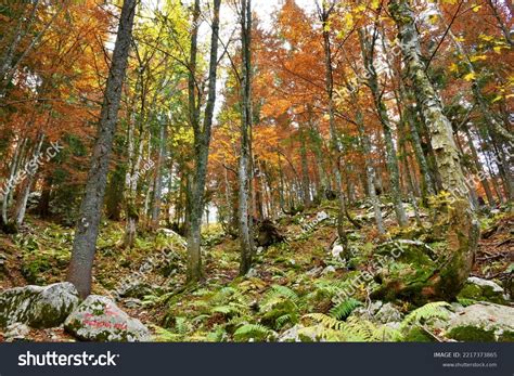 Tropical Deciduous Forest Trees