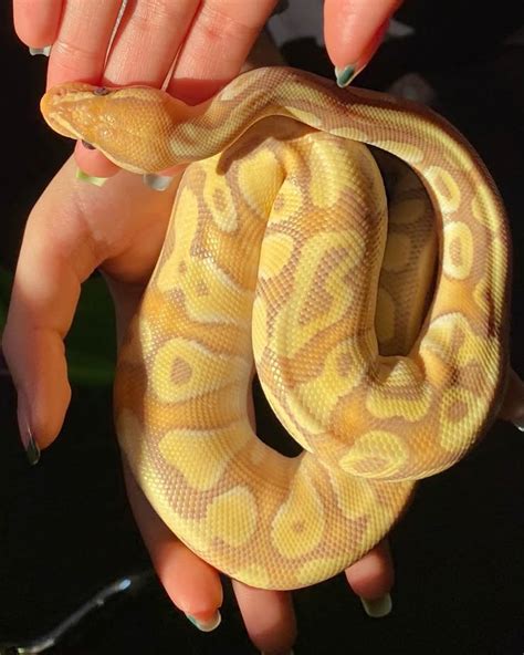 Banana Ball Python Ball Python Pet Snake Cute Snake