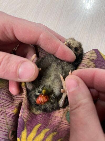 3 Day Old Chick With Prolapsed Umbilicus Hernia Backyard Chickens
