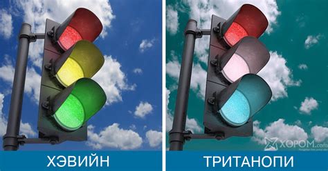 Хүмүүс дэлхийг ямар өнгөөр хардаг вэ Өнгөний сохорын өөр өөр төрлүүд