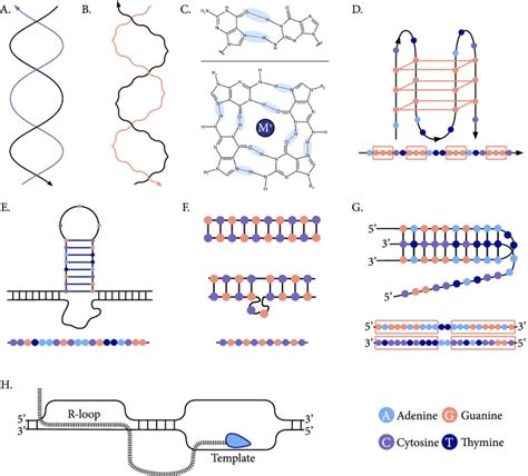 High Throughput Techniques Enable Advances In The Roles Of Dna And Rna Secondary Structures In