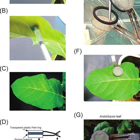 Procedures Of The Agrobacterium Mediated Transient Assay For Insect