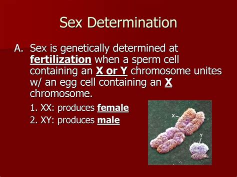 Non Mendelian Genetics Ppt Download