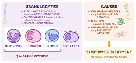Granulocytes Types Describe Any Two Types Of Granulocytes Wbc W R T