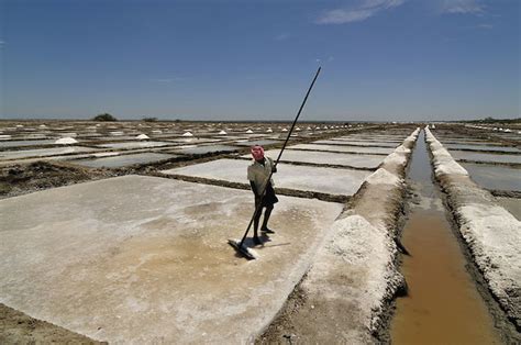 Traditional Ways Of Knowing Salt Harvesting