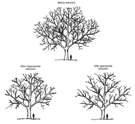 Proper Pruning Techniques For Your Trees A Plus Tree