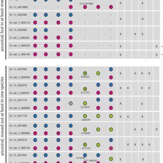 Presence Location And Characteristics Of Sex Linked Protein Coding Download Scientific
