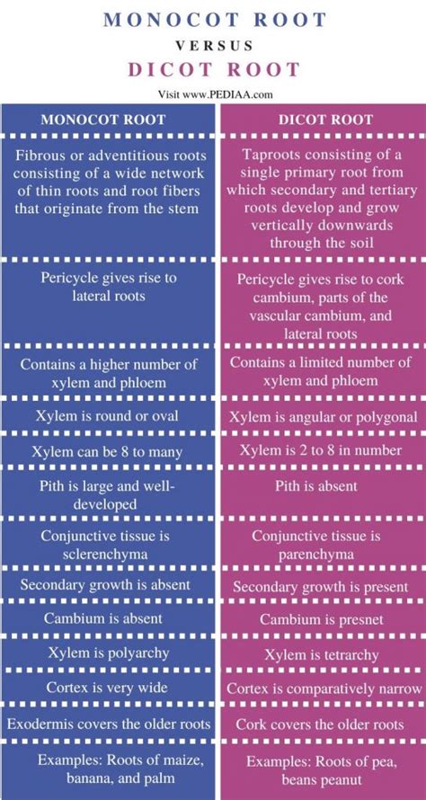 What Is The Difference Between Monocot And Dicot Root Pediaa