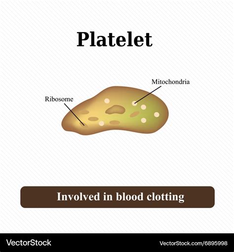 Platelet Structure Diagram