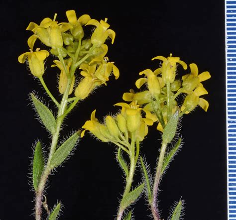 Draba Streptocarpa Brassicaceae