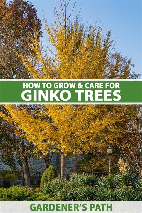 How To Grow And Care For Ginkgo Trees Gardeners Path Reportwire