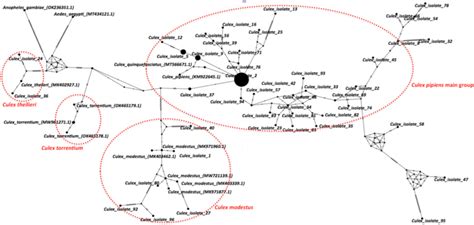 median joining haplotype network of the derived coi haplotypes in