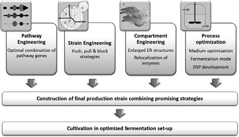 Figure Strain And Process Optimization Strategies For Betulinic Acid Download Scientific