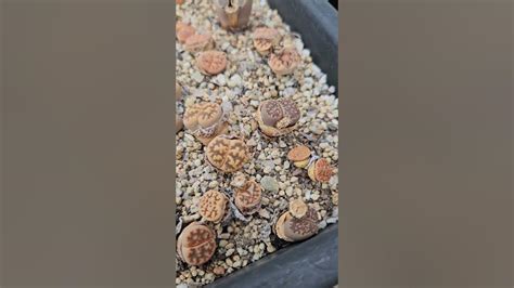 다드림다육 리톱스 리톱스씨방succulent 식집사 Youtube