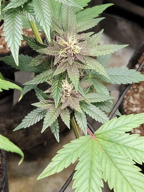 Ice Pie X Raspberry Boogie R Purplegrowery