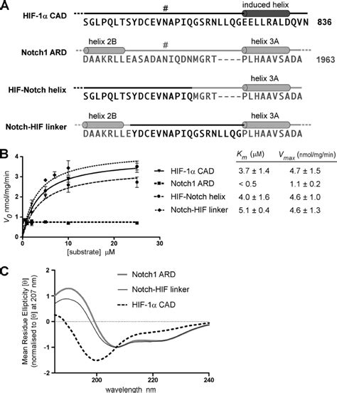 Structural Determinants Of Fih Substrate Recognition A Shown Are