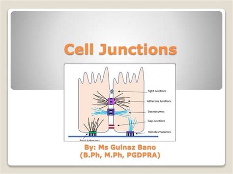 Cell Junctions Pptx